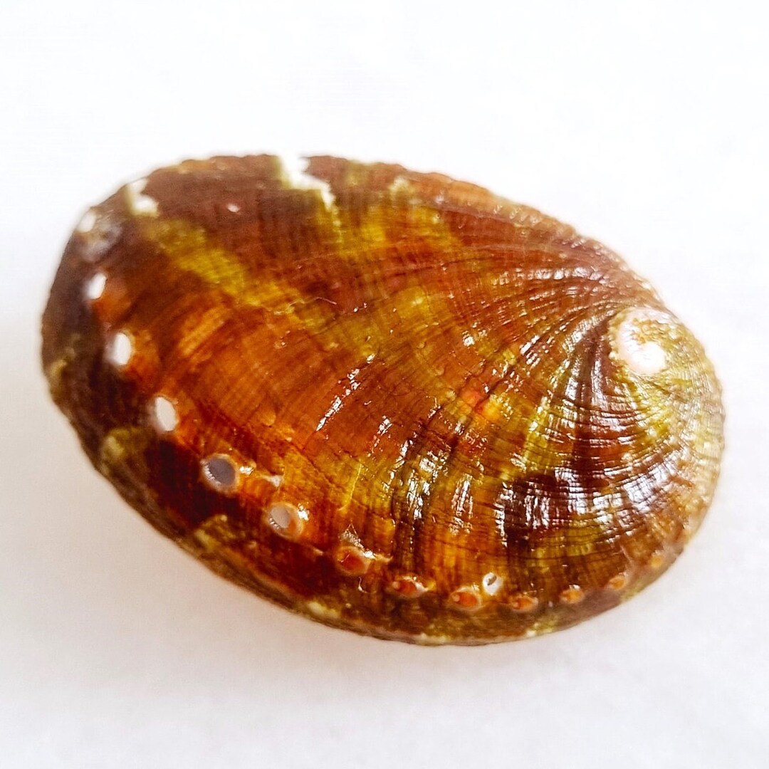 Seashell Haliotis Planata | Haliotidae | Planate Abalone | Classic Aesthetic Color Shell - Etsy