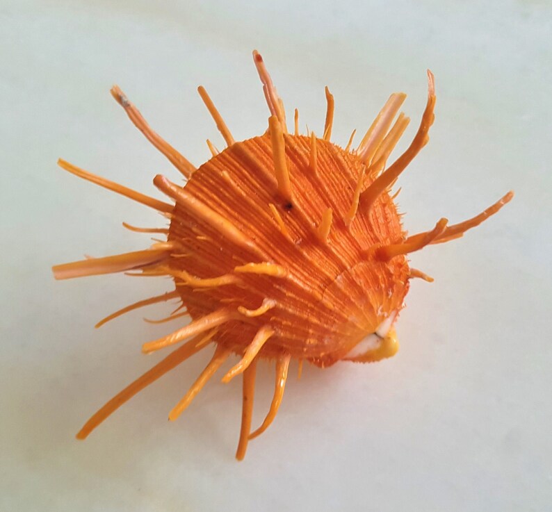 Seashell Spondylus Regius Spondylidae Regal Thorny Oyster Natural ...