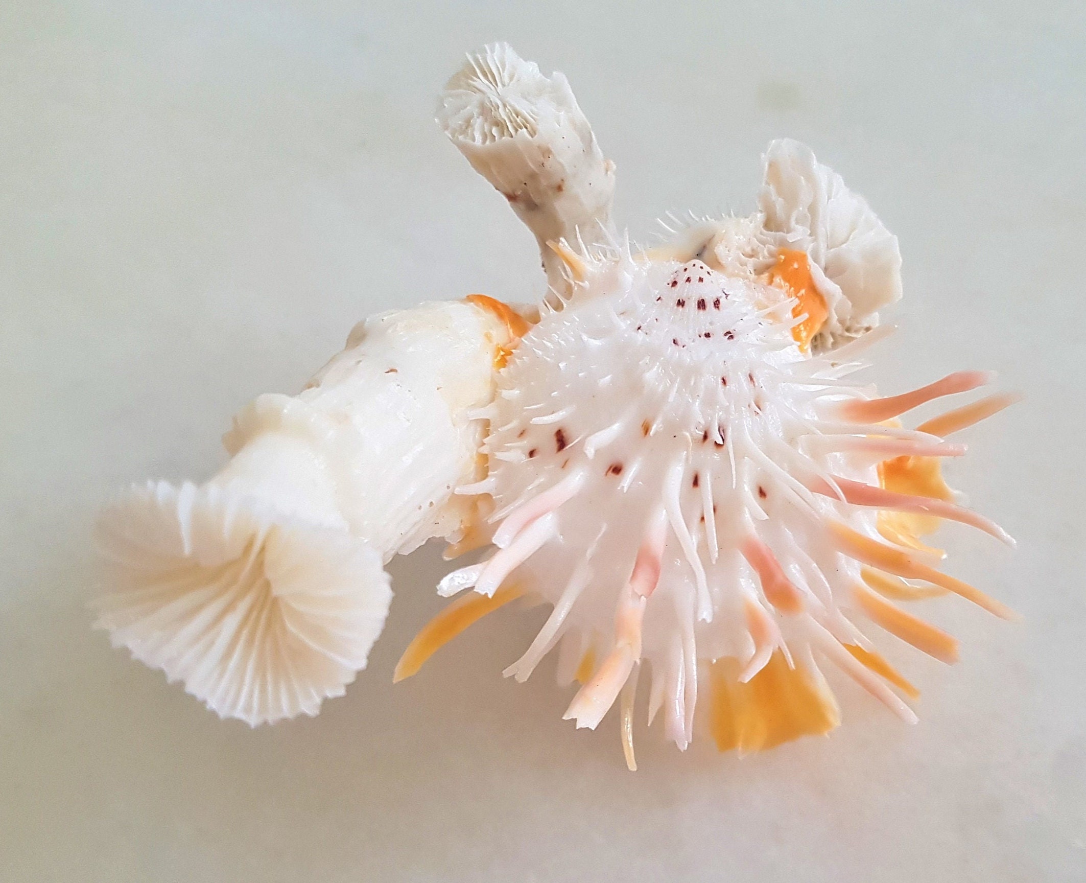 Seashell Spondylus Echinatus Zonalis Spondylidae Thorny Oyster Natural ...
