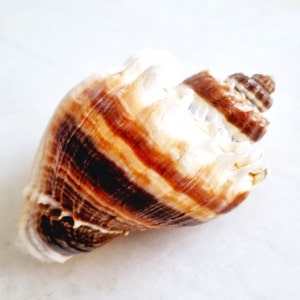 Seashell Melongena Corona | Melongenidae | Florida Crown Conch ...