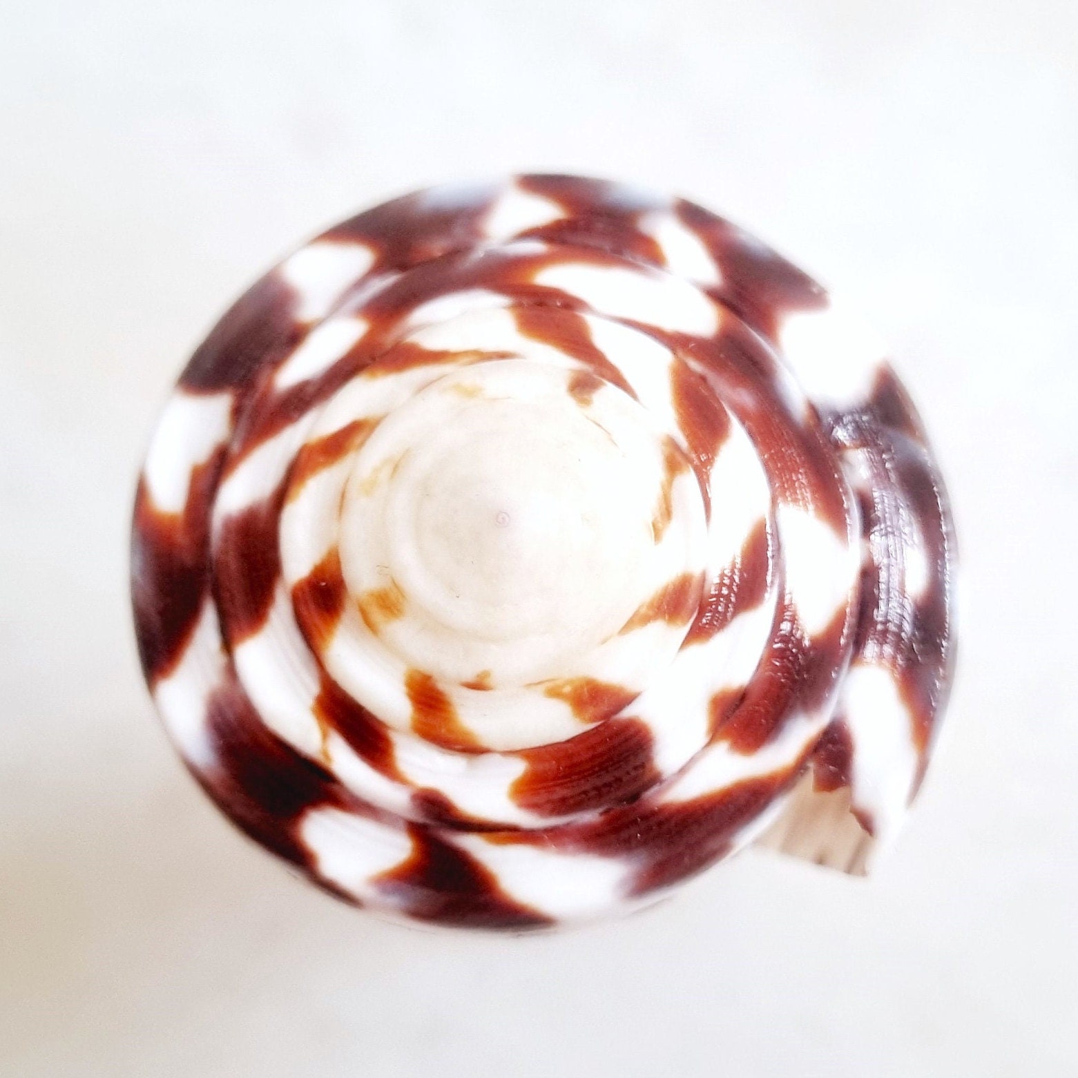 Seashell Conus Leopardus Conidae Leopard Cone Classic Pattern ASMR ...