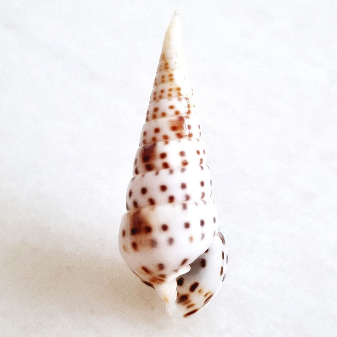Seashell Longchaeus Acus | Pyramidellidae | Needle Pyram | Exceptional Aesthetic Shell - Etsy