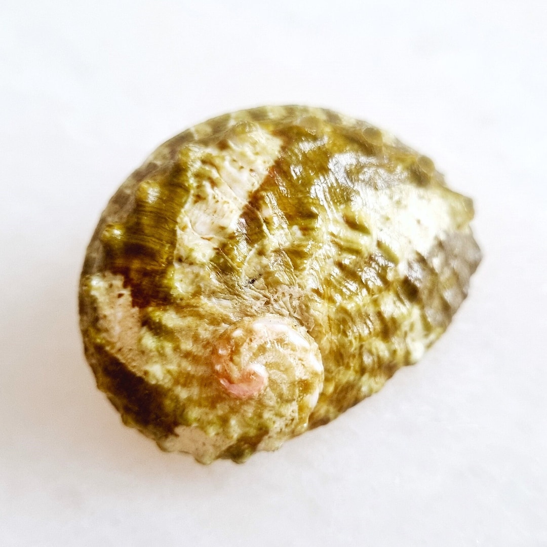 Seashell Haliotis Ovina | Haliotidae | Sheep's Ear Abalone | Aesthetic ...