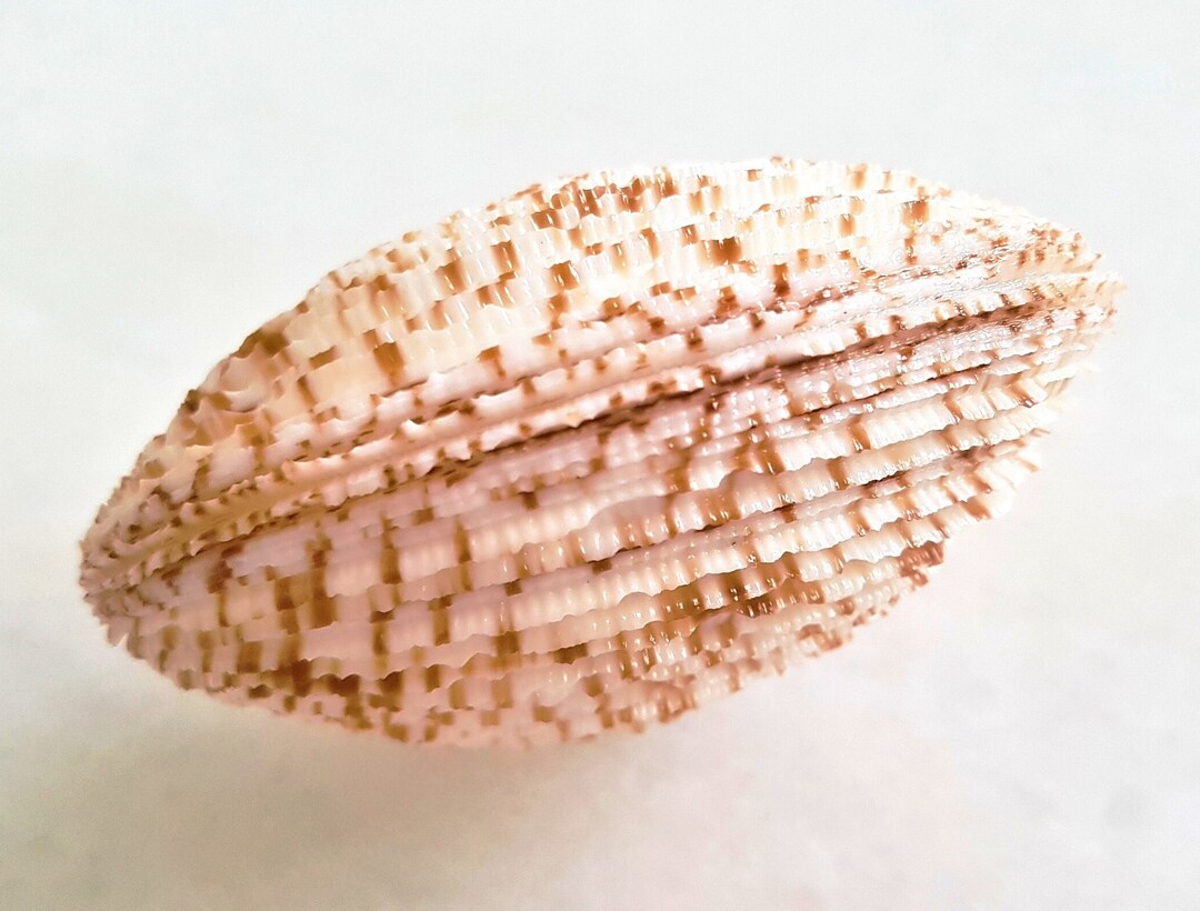 Seashell Antigona Somwangi | Veneridae | Chemnitz’s Venus Clam | Giant ...