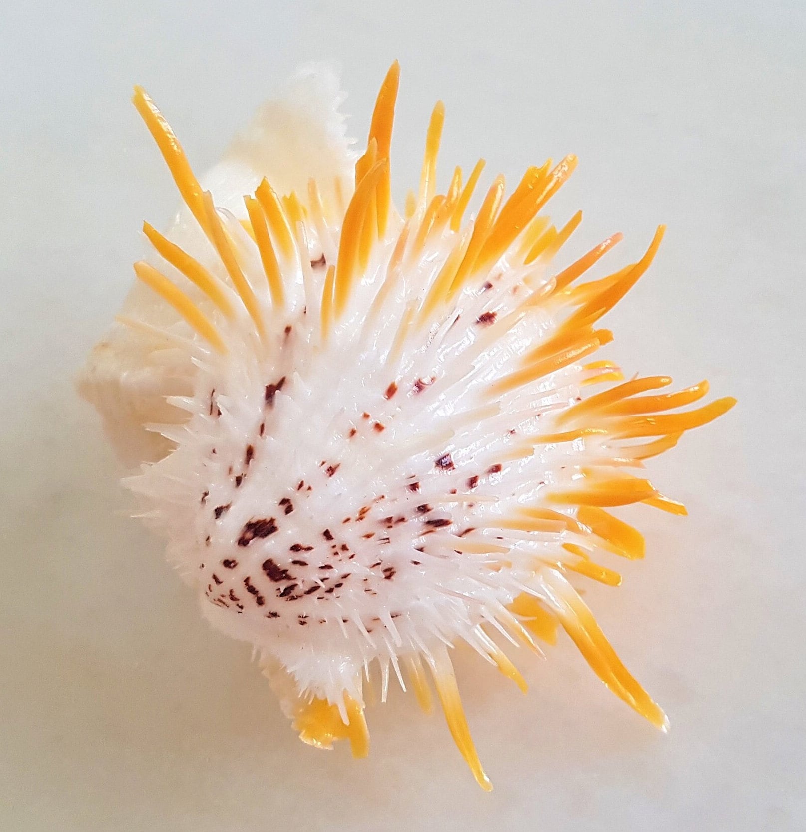 Seashell Spondylus Echinatus Zonalis | Spondylidae | Thorny Oyster ...