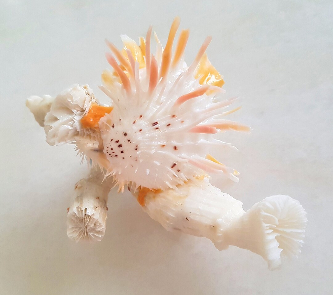Seashell Spondylus Echinatus Zonalis Spondylidae Thorny Oyster Natural ...
