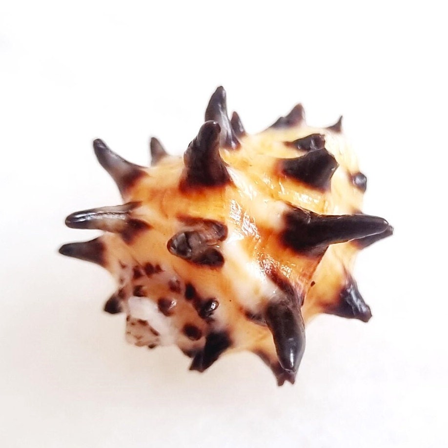 Seashell Drupa Ricinus Muricidae Prickly Spotted Drupe Aesthetic Shell ...