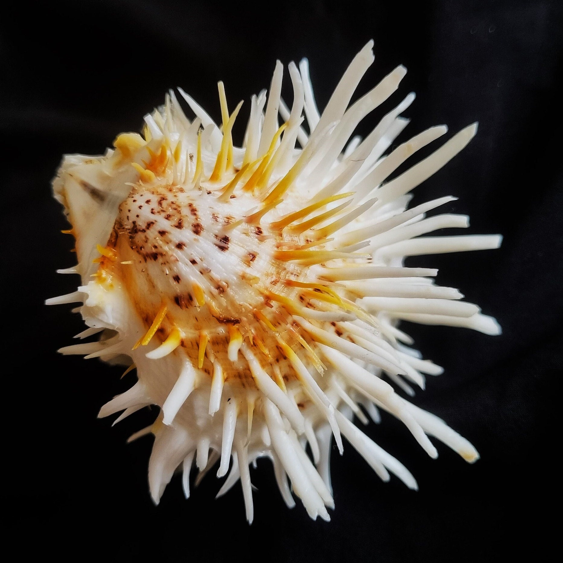 Seashell Spondylus Spectrum Spondylidae Thorny Oyster Aesthetic ...