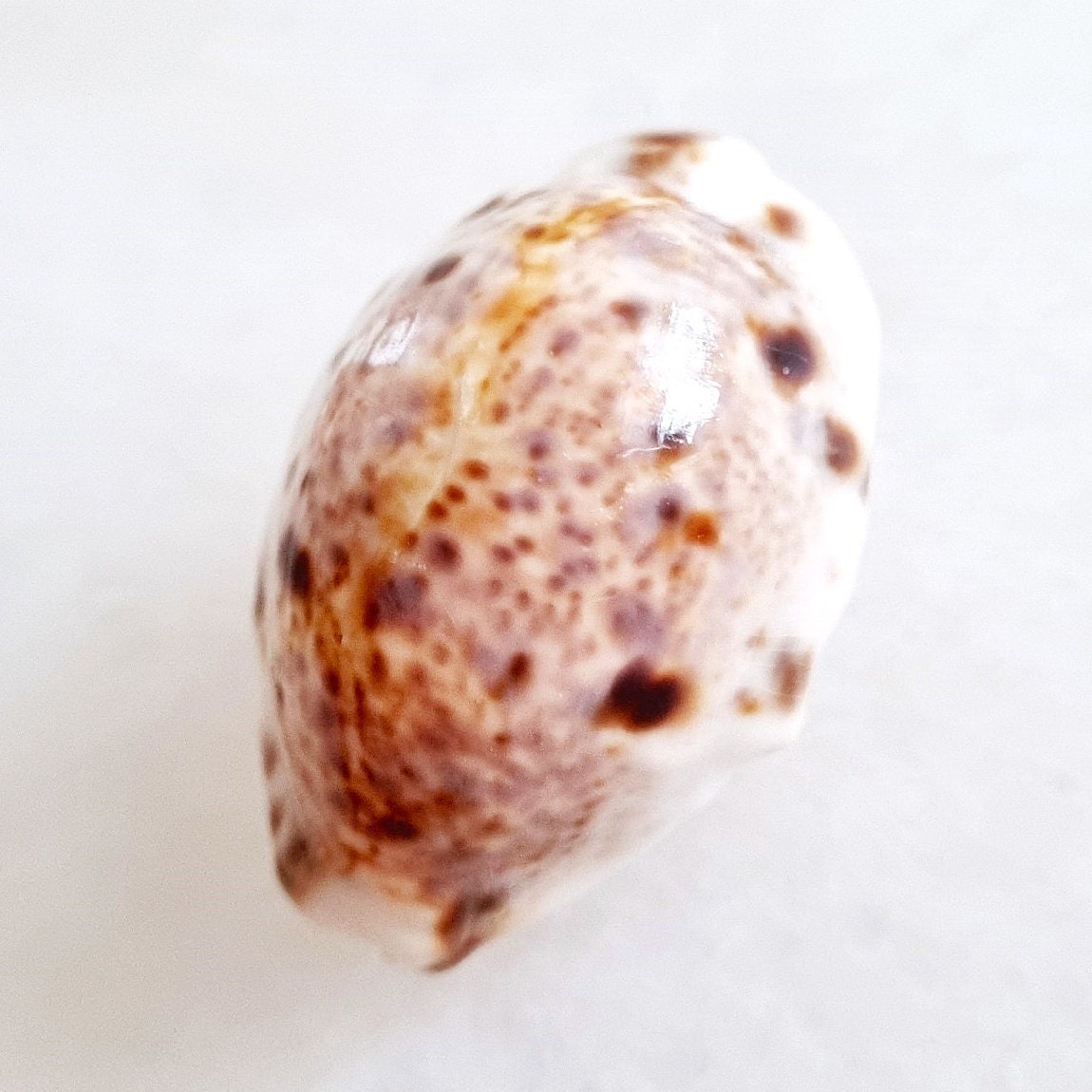 Seashell Cypraea Lynx Cypraeidae Lynx Cowrie Exceptional Aesthetic ...