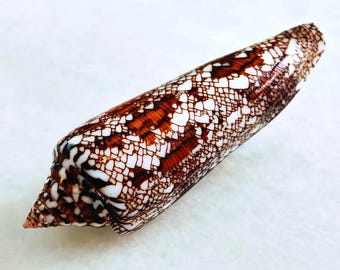 Seashell Conus Bengalensis | Conidae | Glory-of-bengal Cone | Very Rare ...