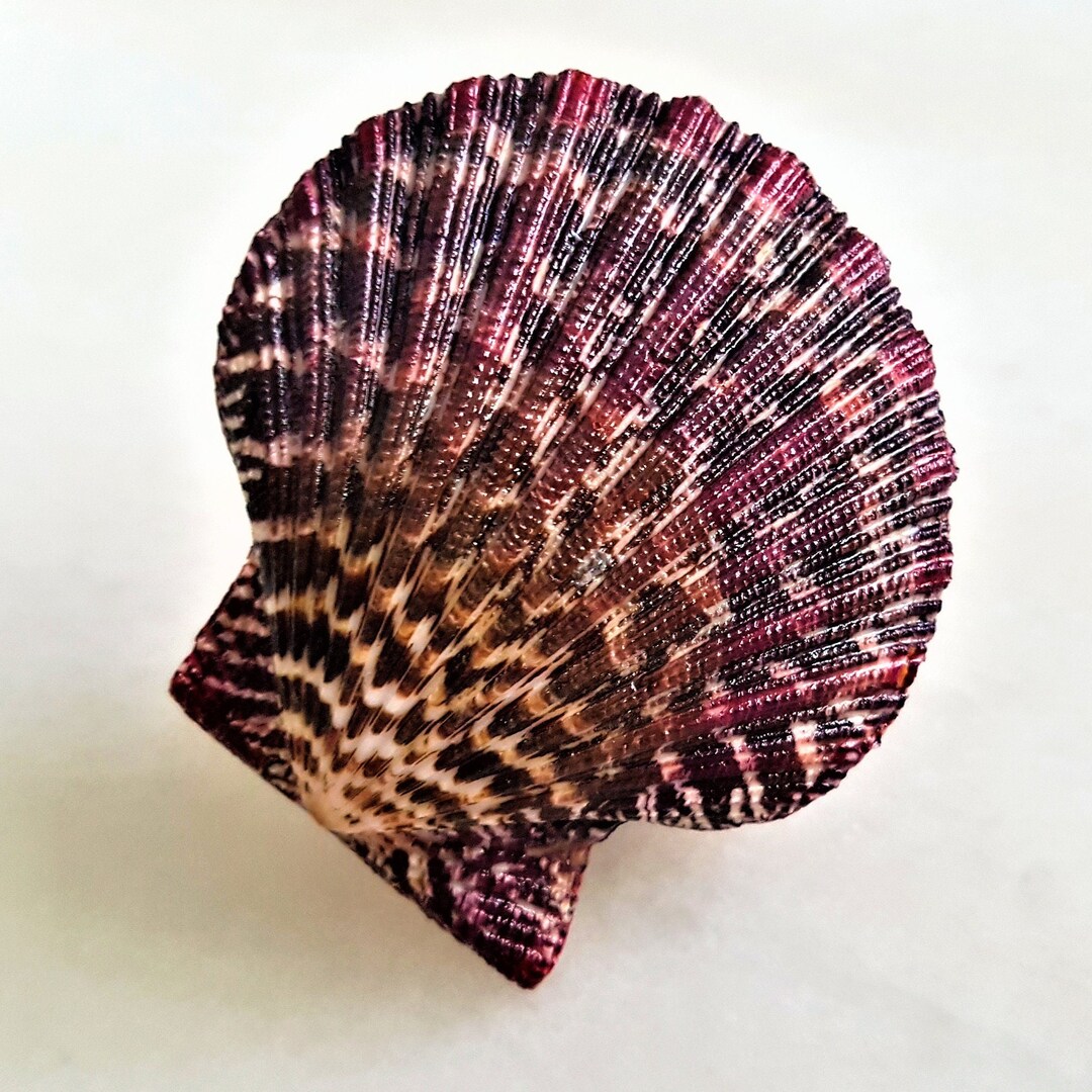 Seashell Pecten Pallium | Pectinidae | Royal Cloak Scallop | Shell - Etsy