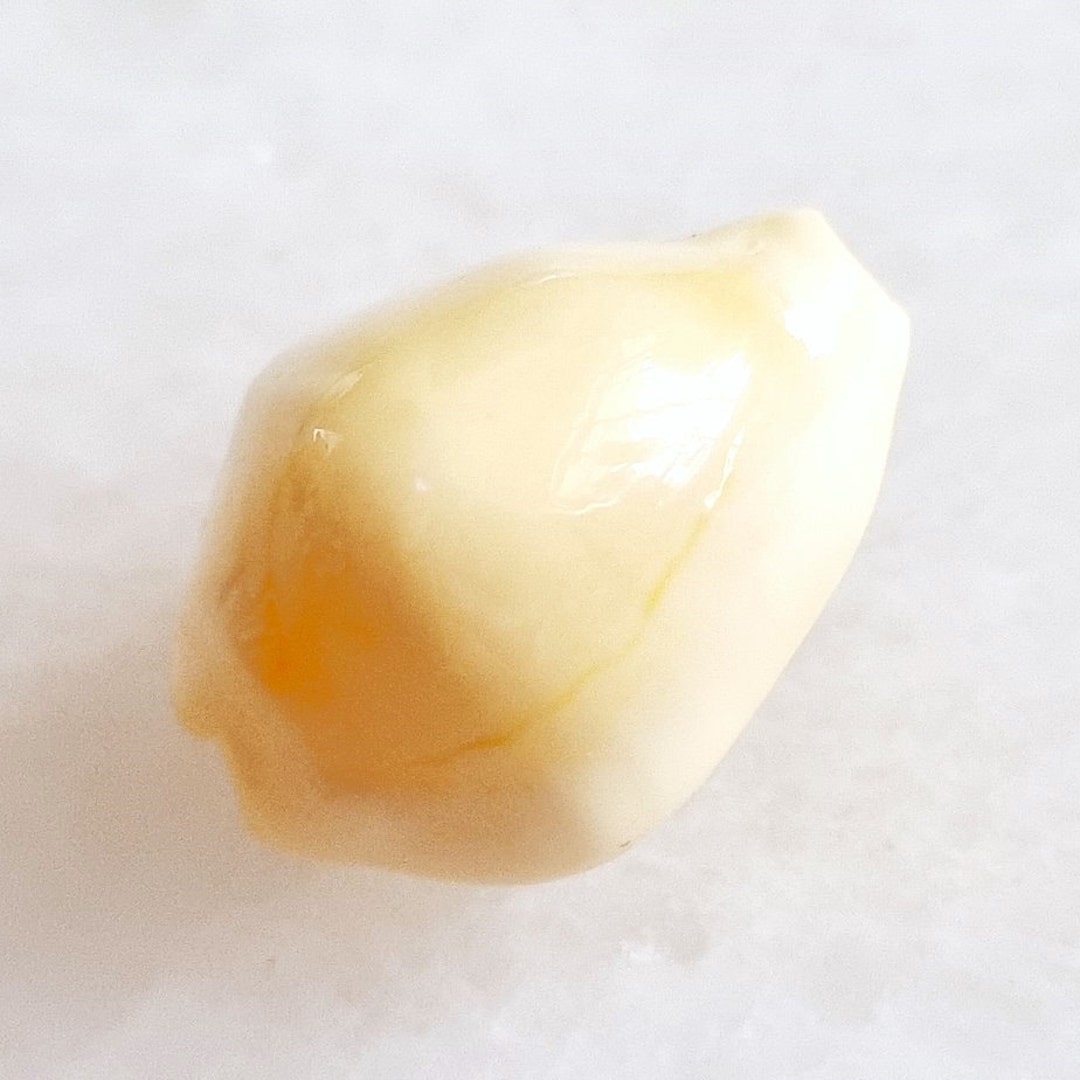 Seashell Cypraea Moneta Cypraeidae Money Cowrie Rare Hawaiian ...