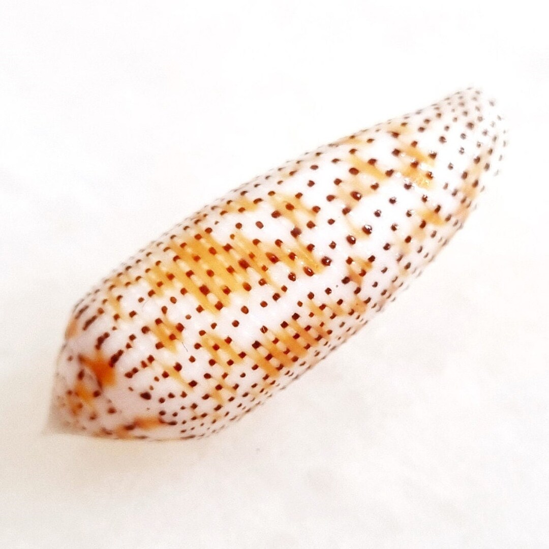 Seashell Conus Nussatella | Conidae | Nussatella Cone | Exceptional ...