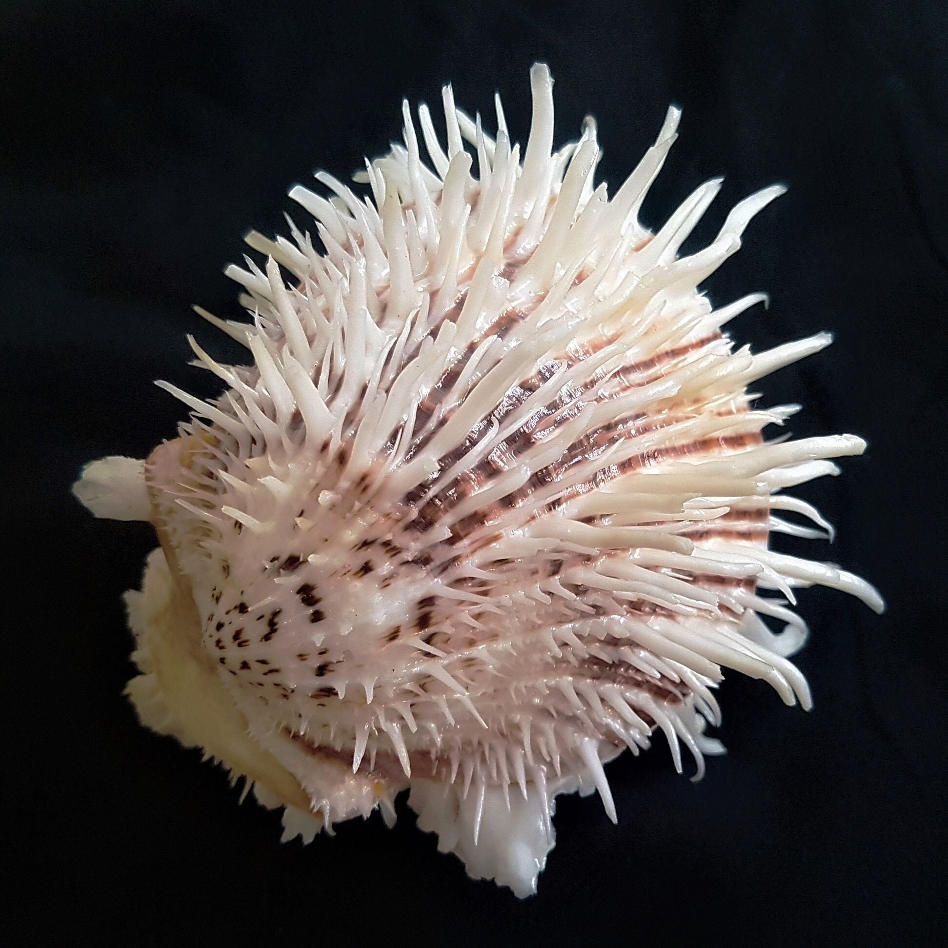 Seashell Spondylus Albibarbatus | Spondylidae | Thorny Oyster ...