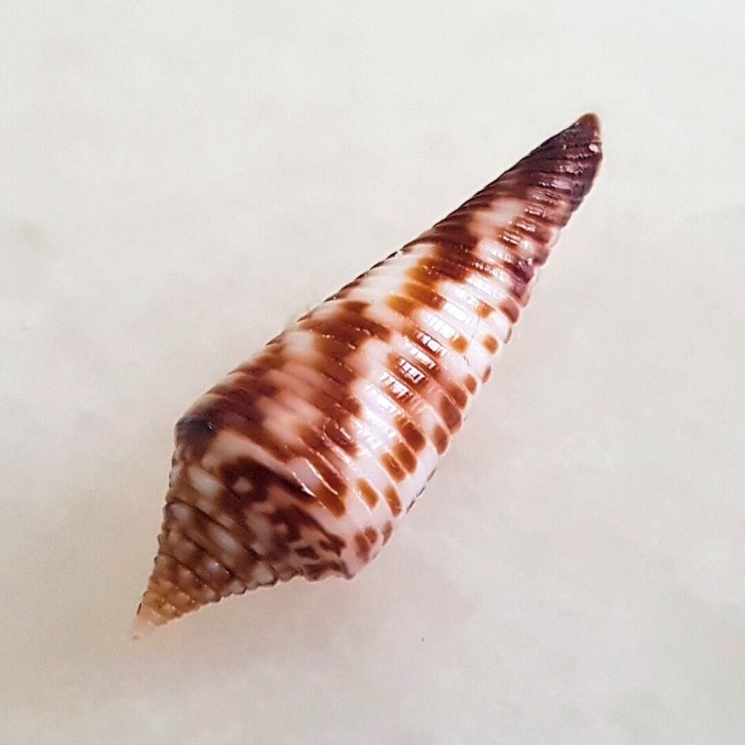 Seashell Conus Hopwoodi Conidae Conasprella Deepwater - Etsy