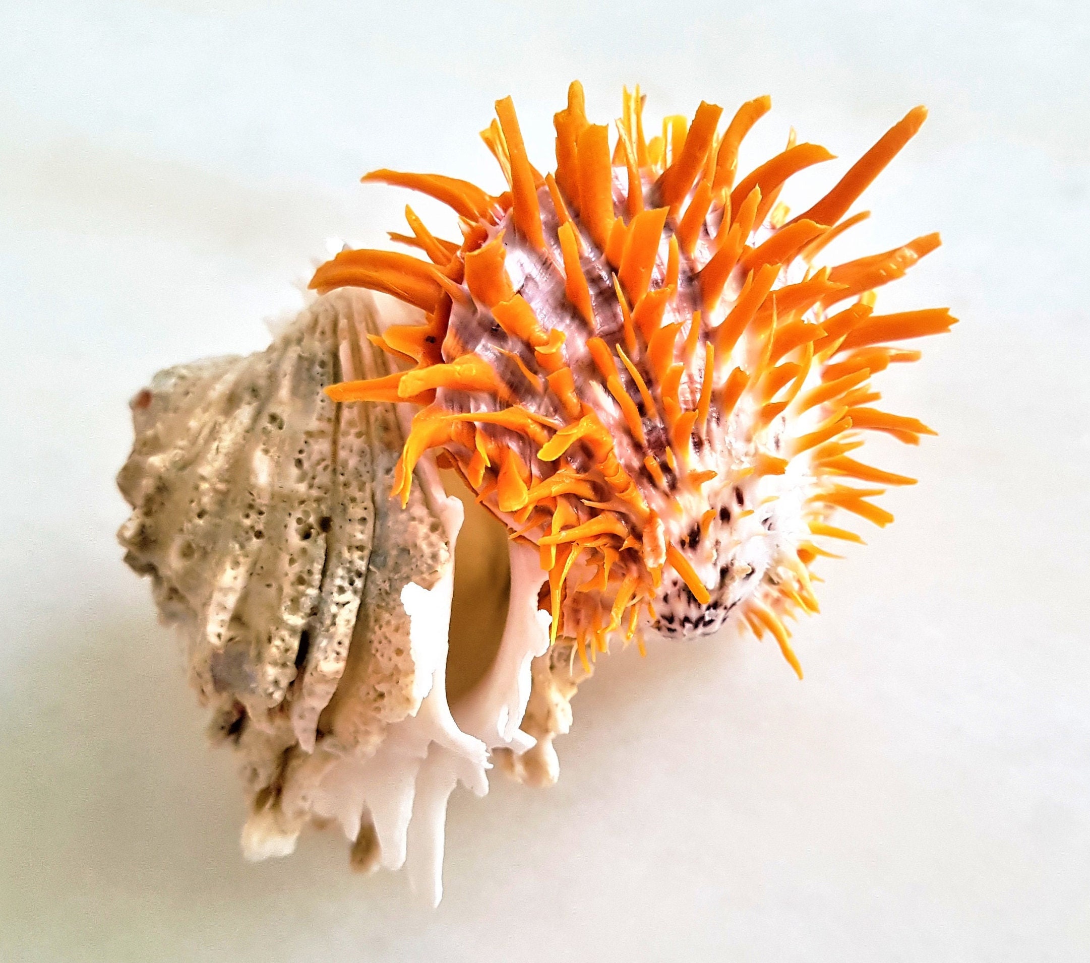 Seashell Spondylus Versicolor Spondylidae Thorny Oyster Coral Chama ...