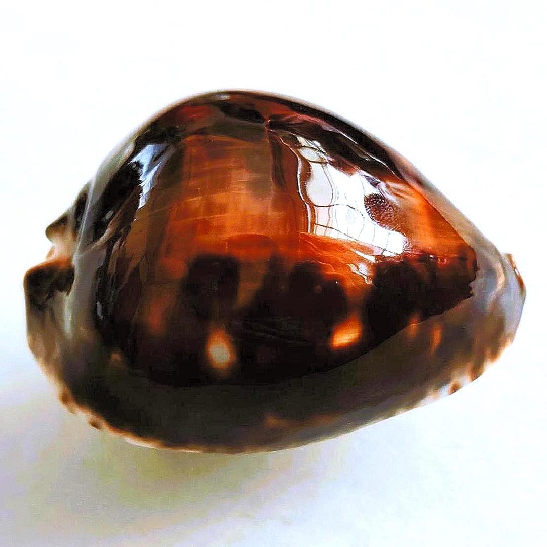 Seashell Cypraea Zoila Friendii Vercoi | Cypraeidae | Verco's Cowry ...