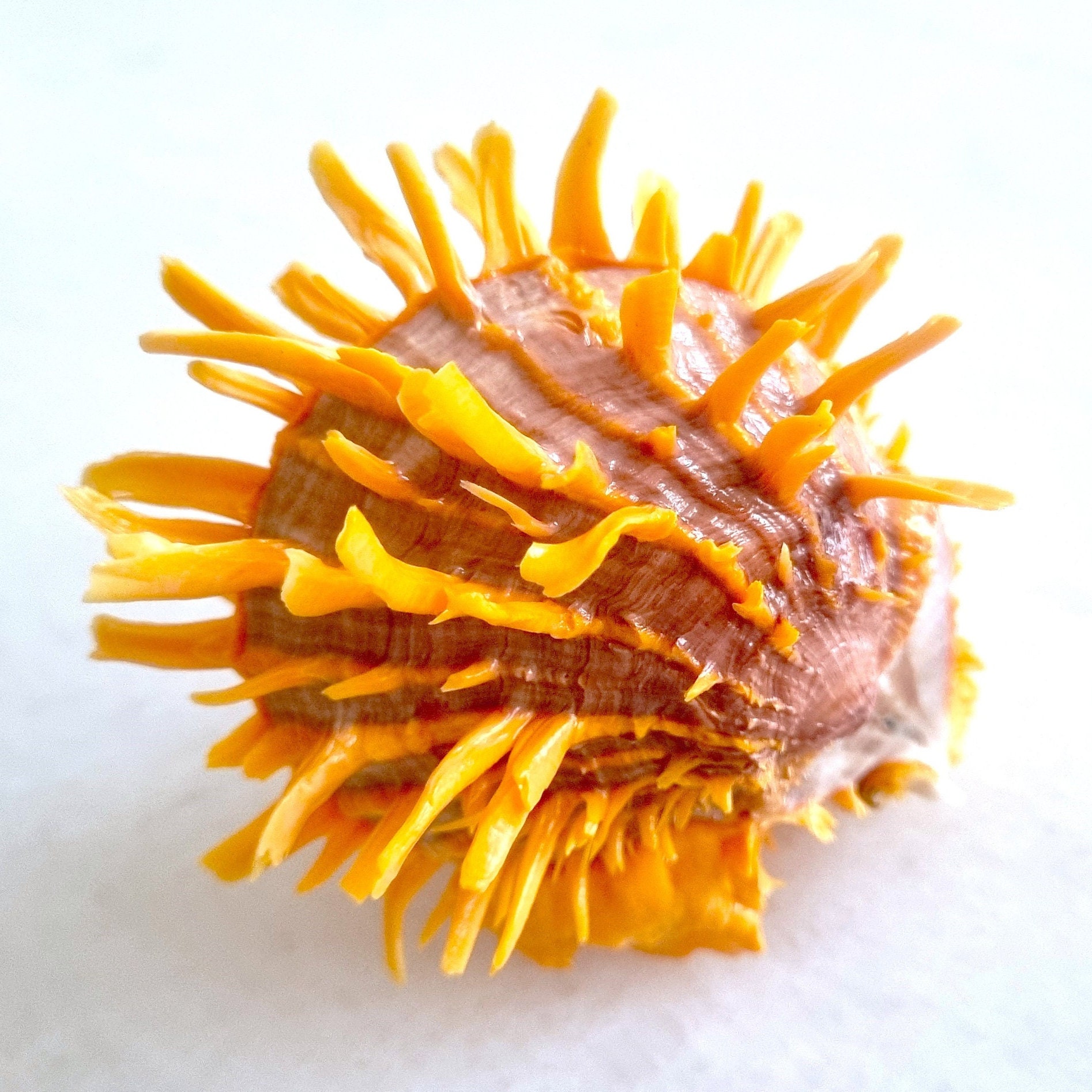 Seashell Spondylus Aurantius Spondylidae Thorny Oyster Bright Orange ...
