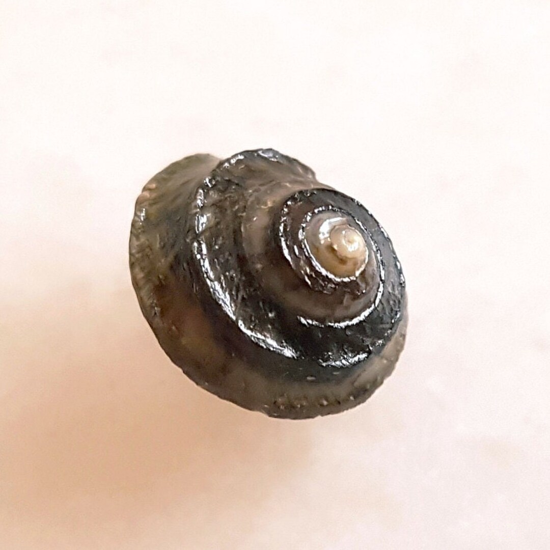 Seashell Tegula Luctuosa Tegulidae Trochidae Rare Chile Endemic Shell ...