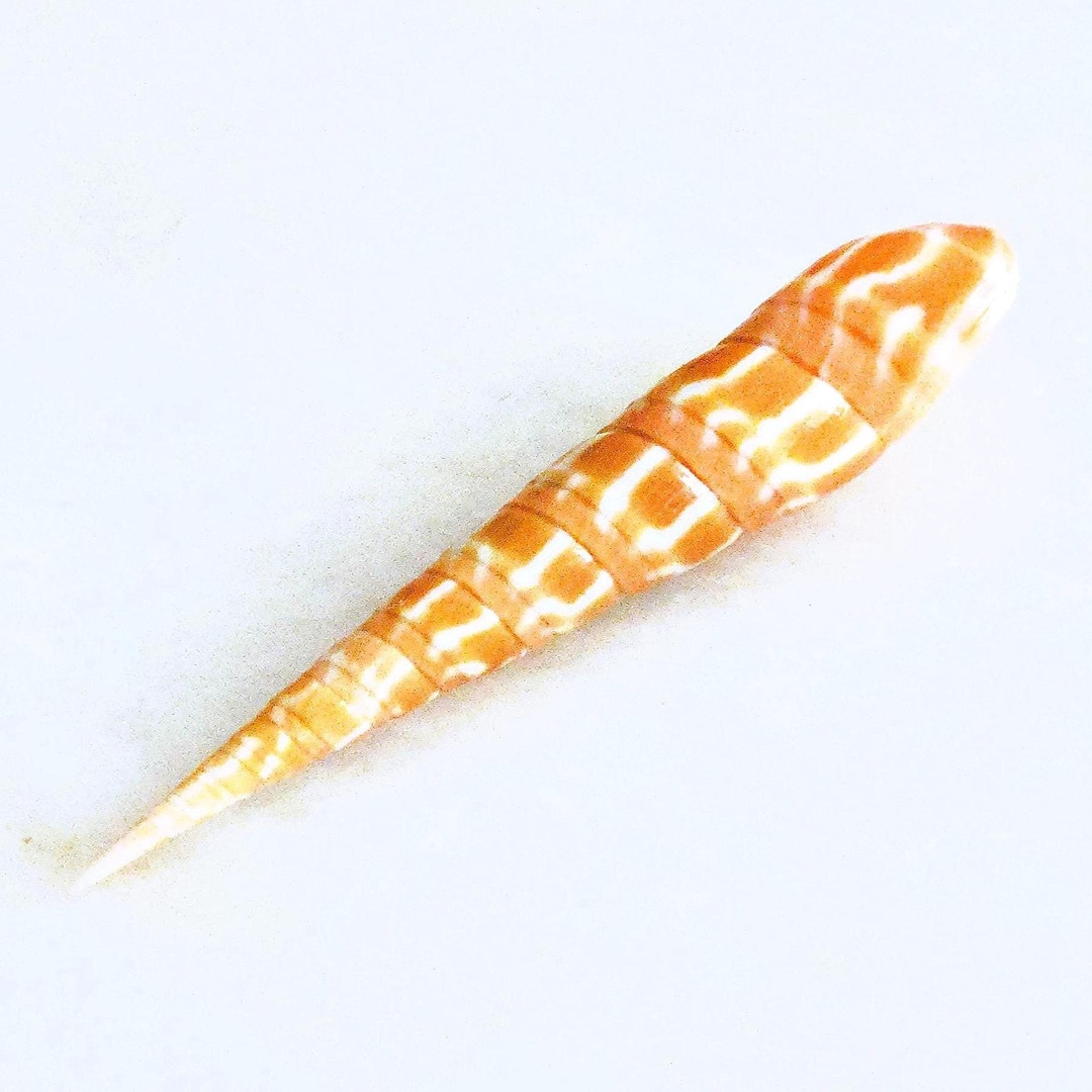 Seashell Oxymeris Dimidiata | Terebridae | Dimidiate Auger | Classic ...