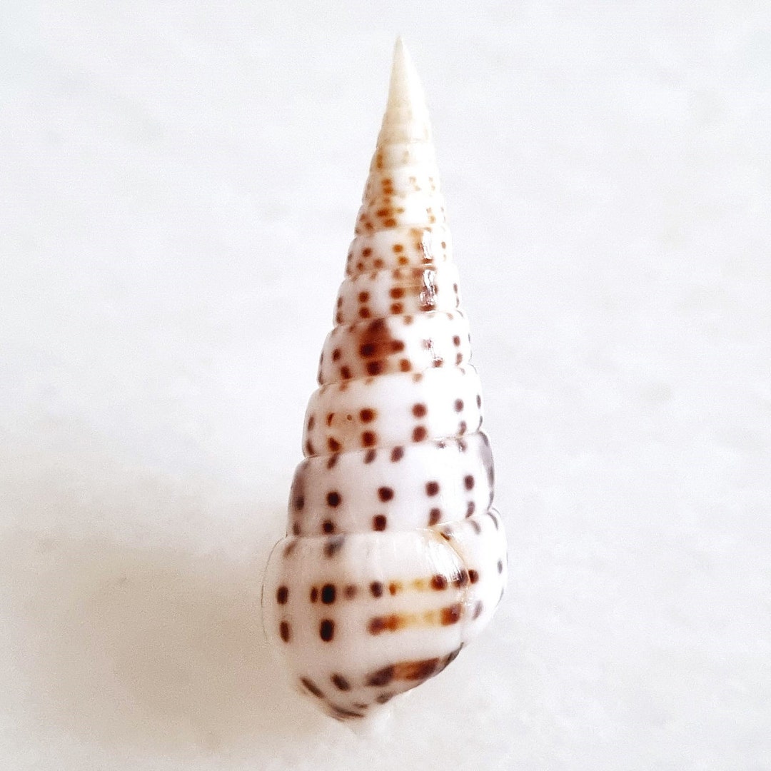 Seashell Longchaeus Acus Pyramidellidae Needle Pyram Exceptional Aesthetic Shell - Etsy