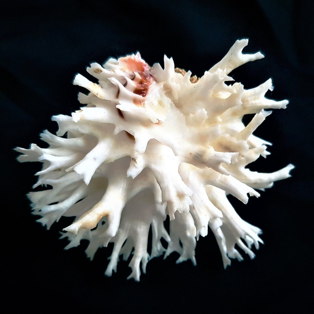 Seashell Chama Lazarus | Chamidae | Lazarus's Jewel Box | White Shell ...
