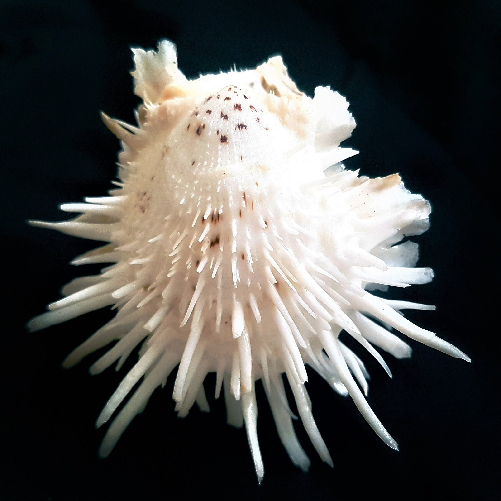 Seashell Spondylus Echinatus Spondylidae Thorny Oyster Spikey Natural ...