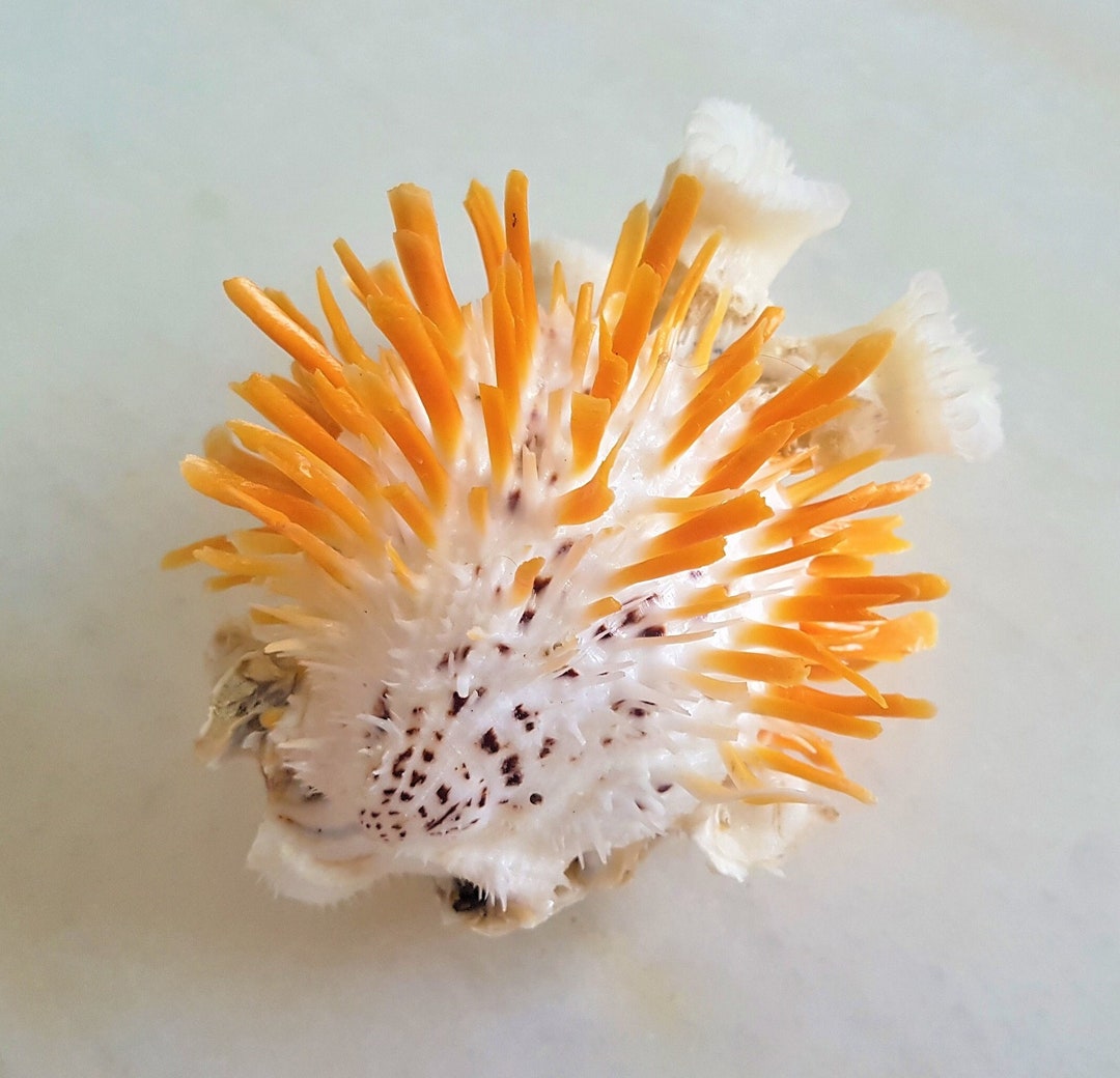 Seashell Spondylus Echinatus Zonalis | Spondylidae Natural History ...