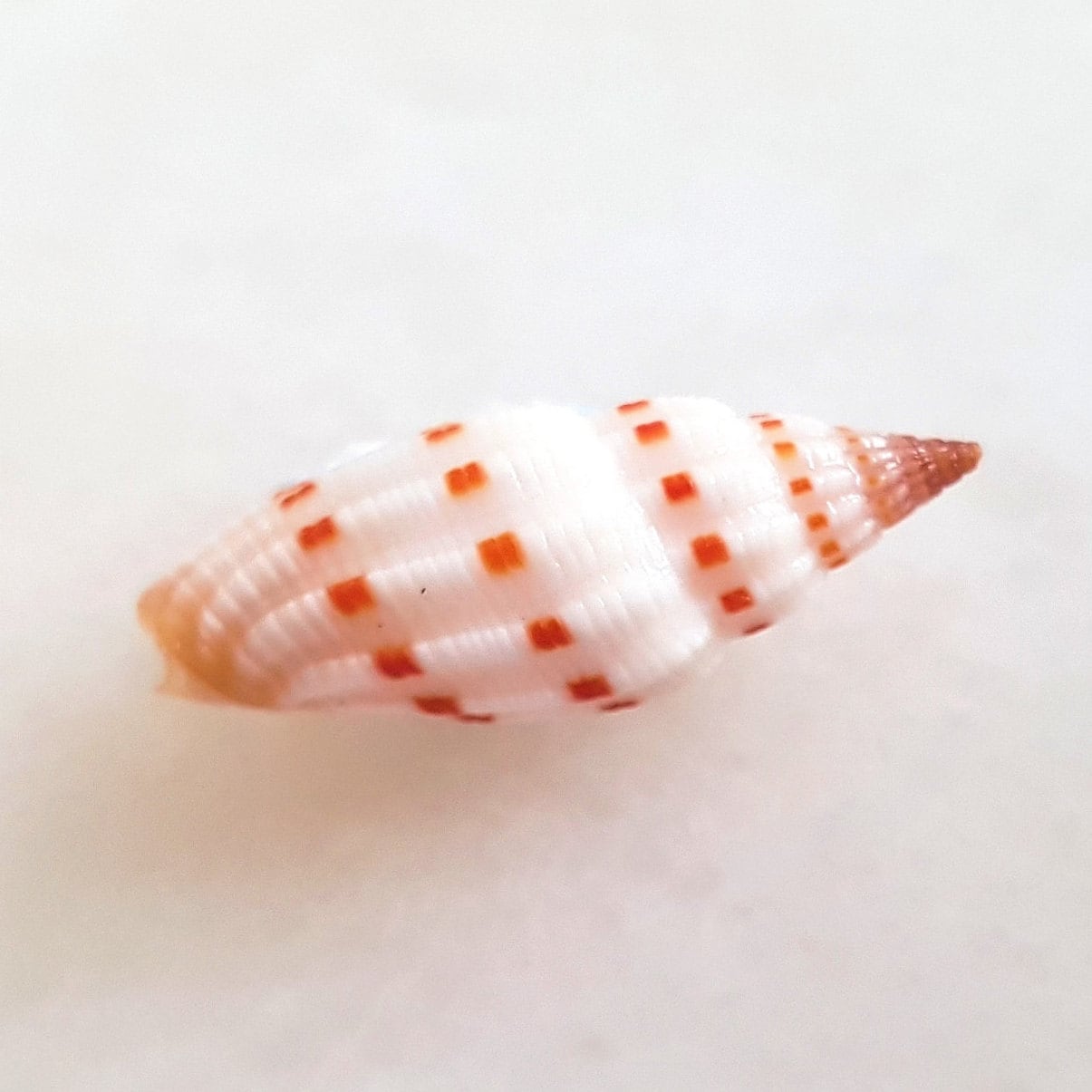 Seashell Vexillum Sanguisuga Stigmataria Costellariidae - Etsy