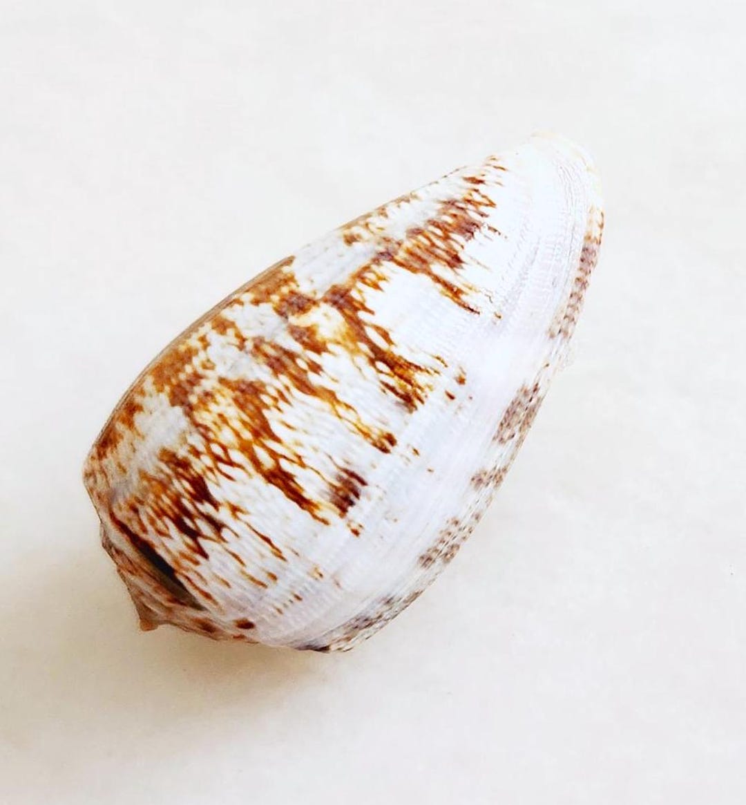 Seashell Conus Anemone Novaehollandiae | Conidae | Western Anemone Cone ...