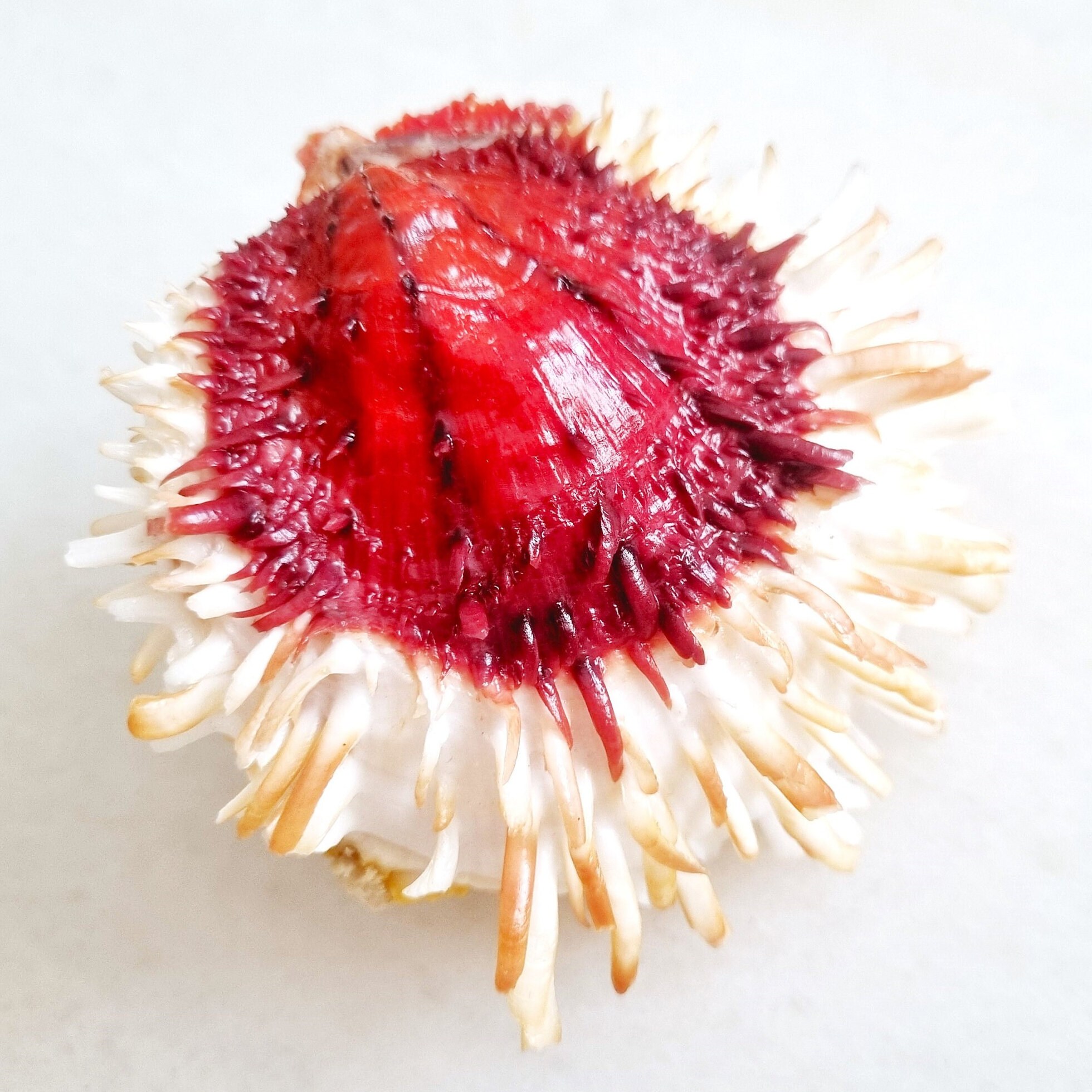 Seashell Spondylus Varius Spondylidae Giant Variable Thorny Oyster ...