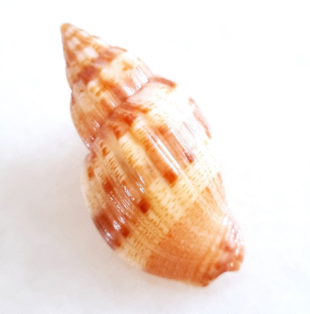 Seashell Voluta Lyria Mitraeformis | Volutidae | Miter-shaped Lyria ...