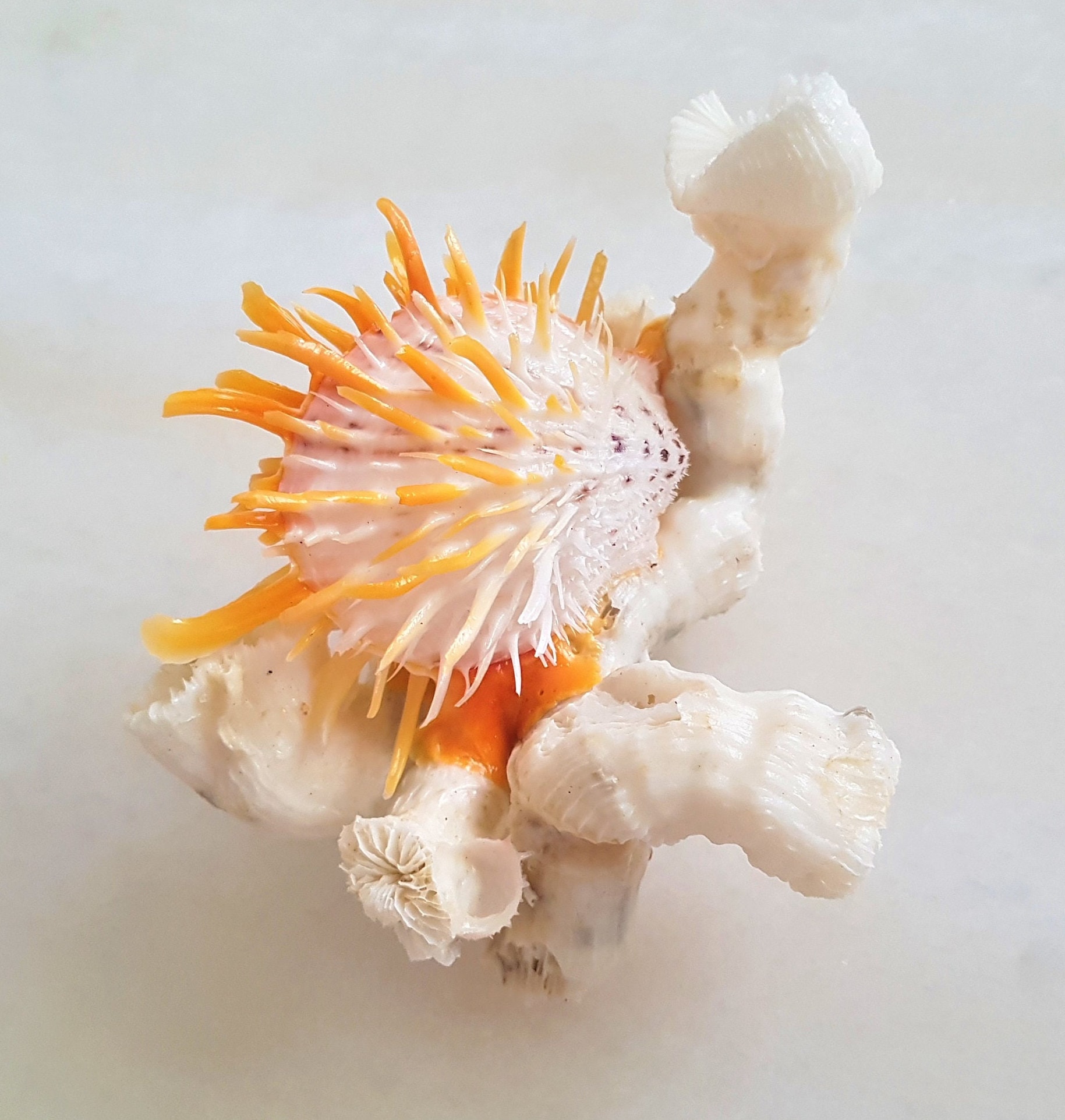 Seashell Spondylus Versicolor | Spondylidae | Thorny Oyster | Natural ...