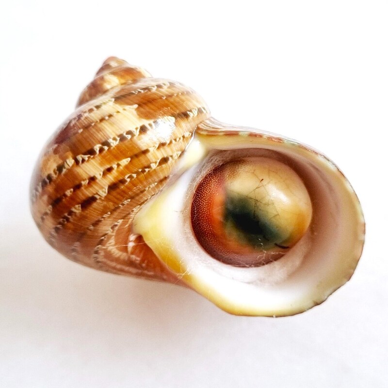 Operculum Shell - Etsy