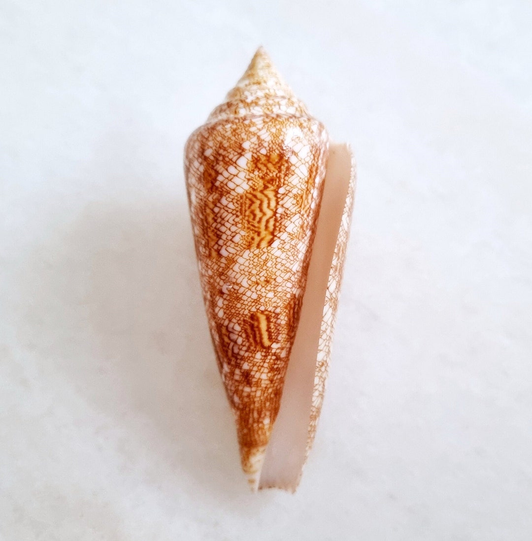 Seashell Conus Gloriamaris Conidae Glory of the Seas Cone Shell - Etsy