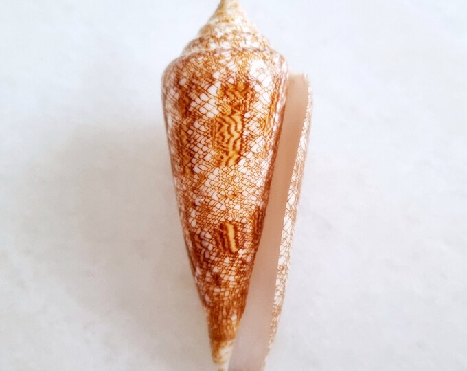 Seashell Conus Gloriamaris | Conidae | Glory of the Seas Cone | Shell ...