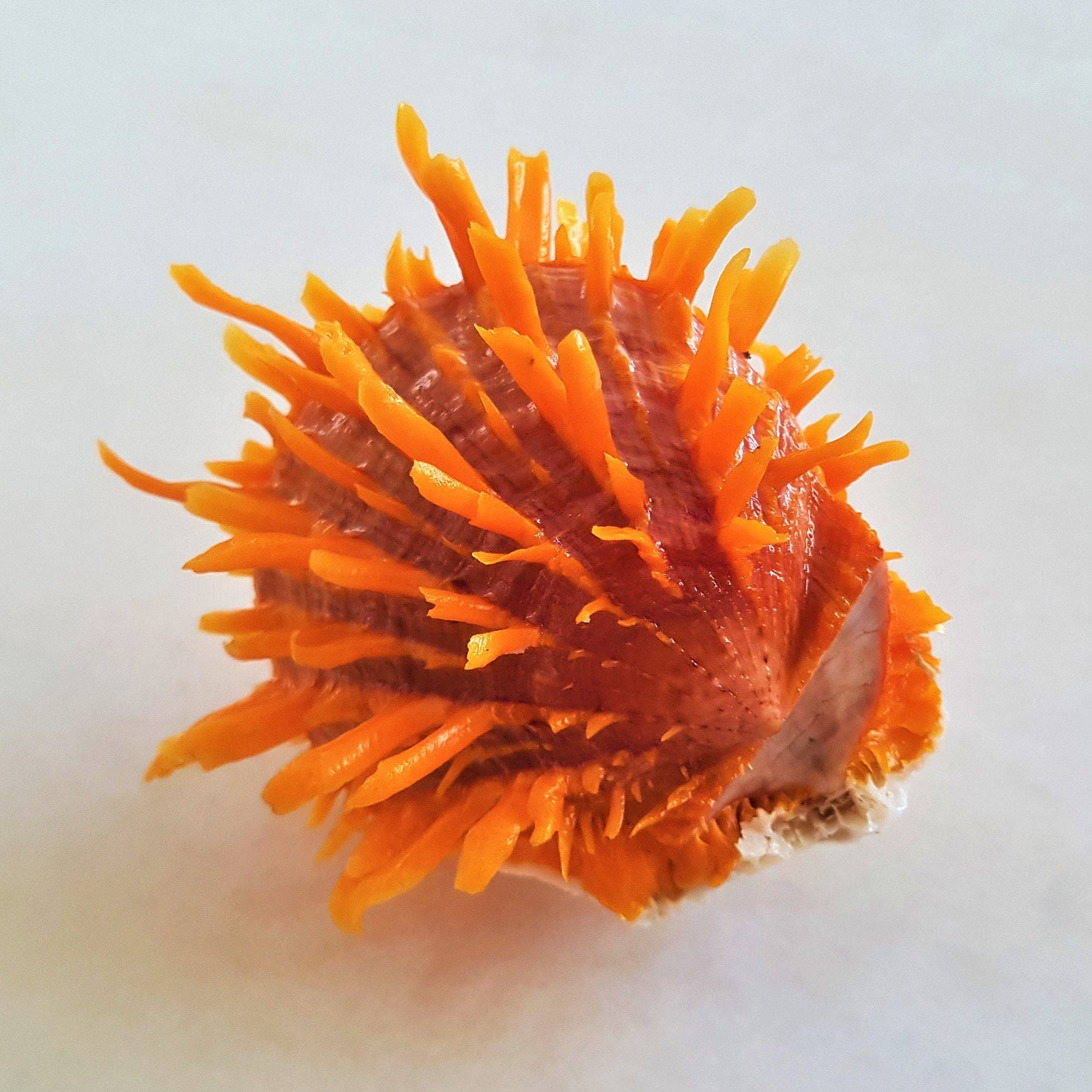 Seashell Spondylus Aurantius Spondylidae Thorny Oyster - Etsy