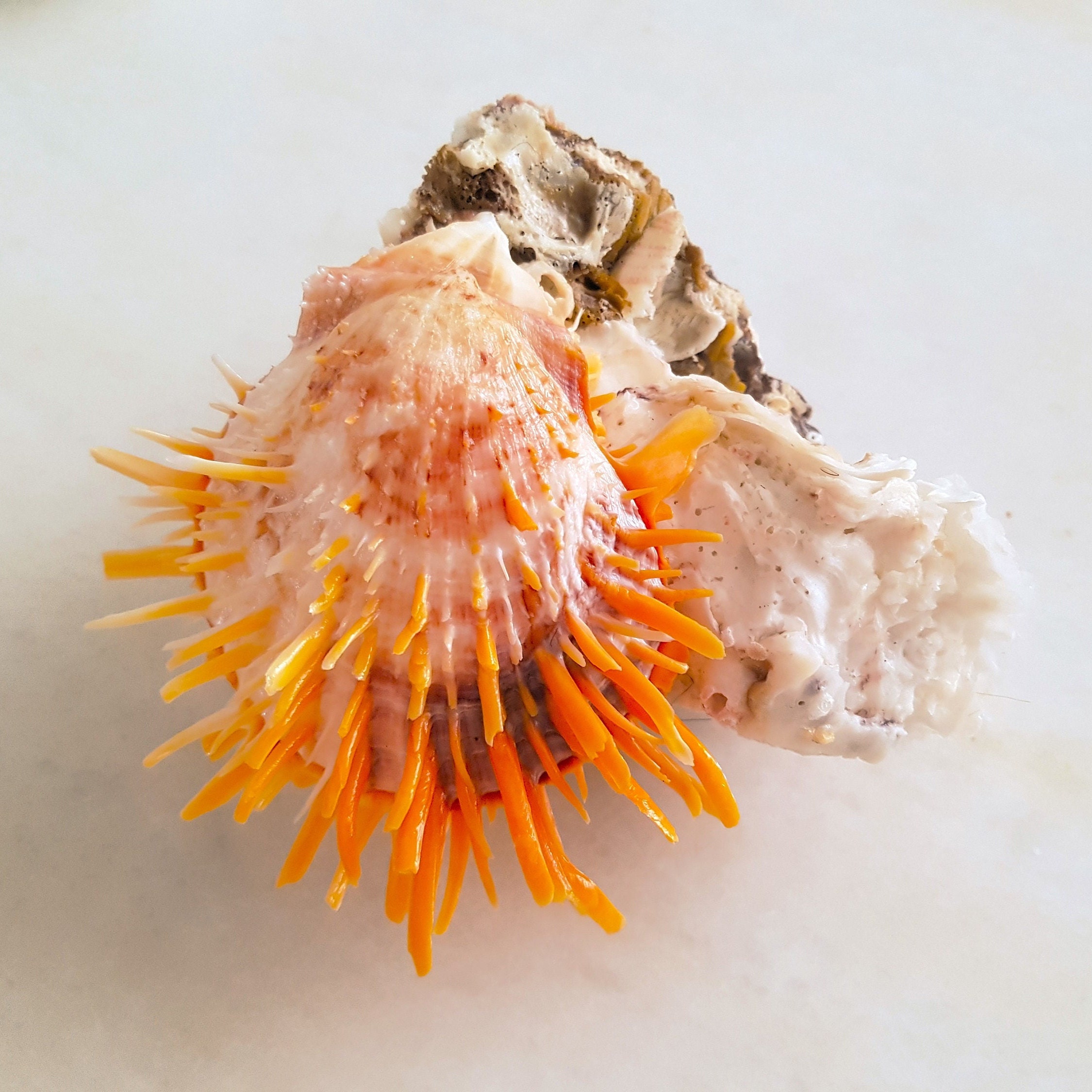Seashell Spondylus Versicolor | Spondylidae | Thorny Oyster | Natural ...