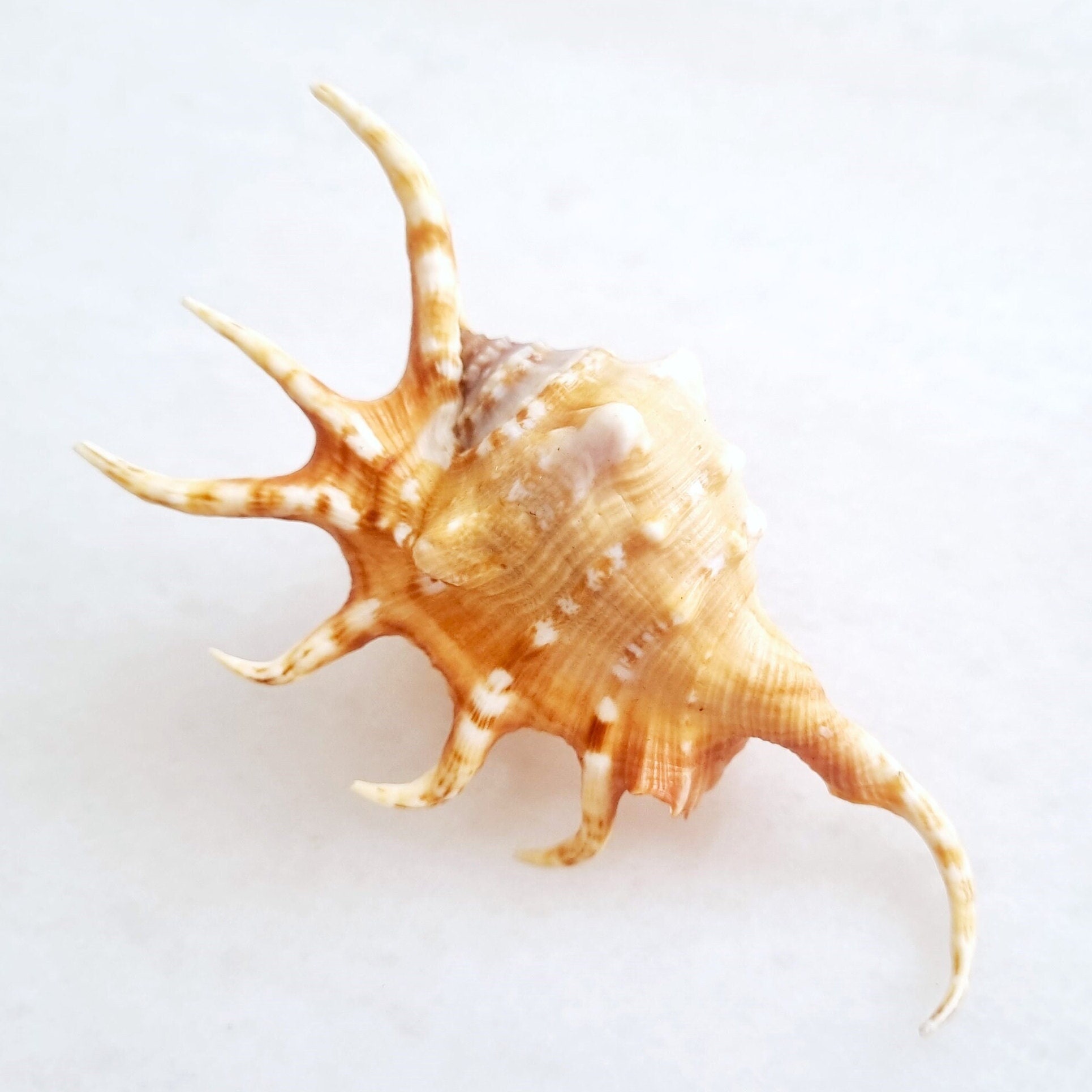 Seashell Lambis Crocata Strombidae Orange Spider Conch Dwarf Male ...