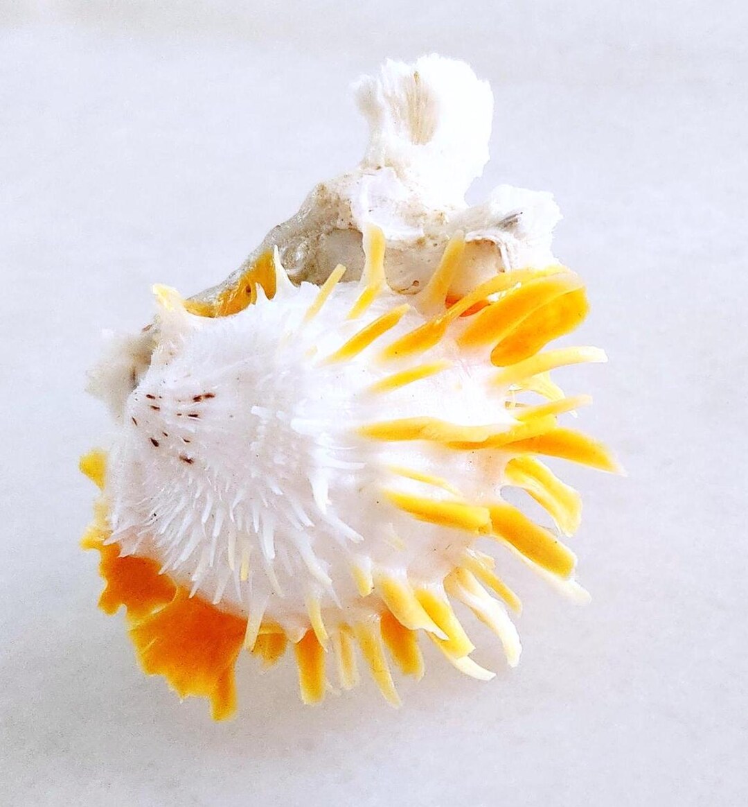 Seashell Spondylus Echinatus Zonalis | Spondylidae | Thorny Oyster ...