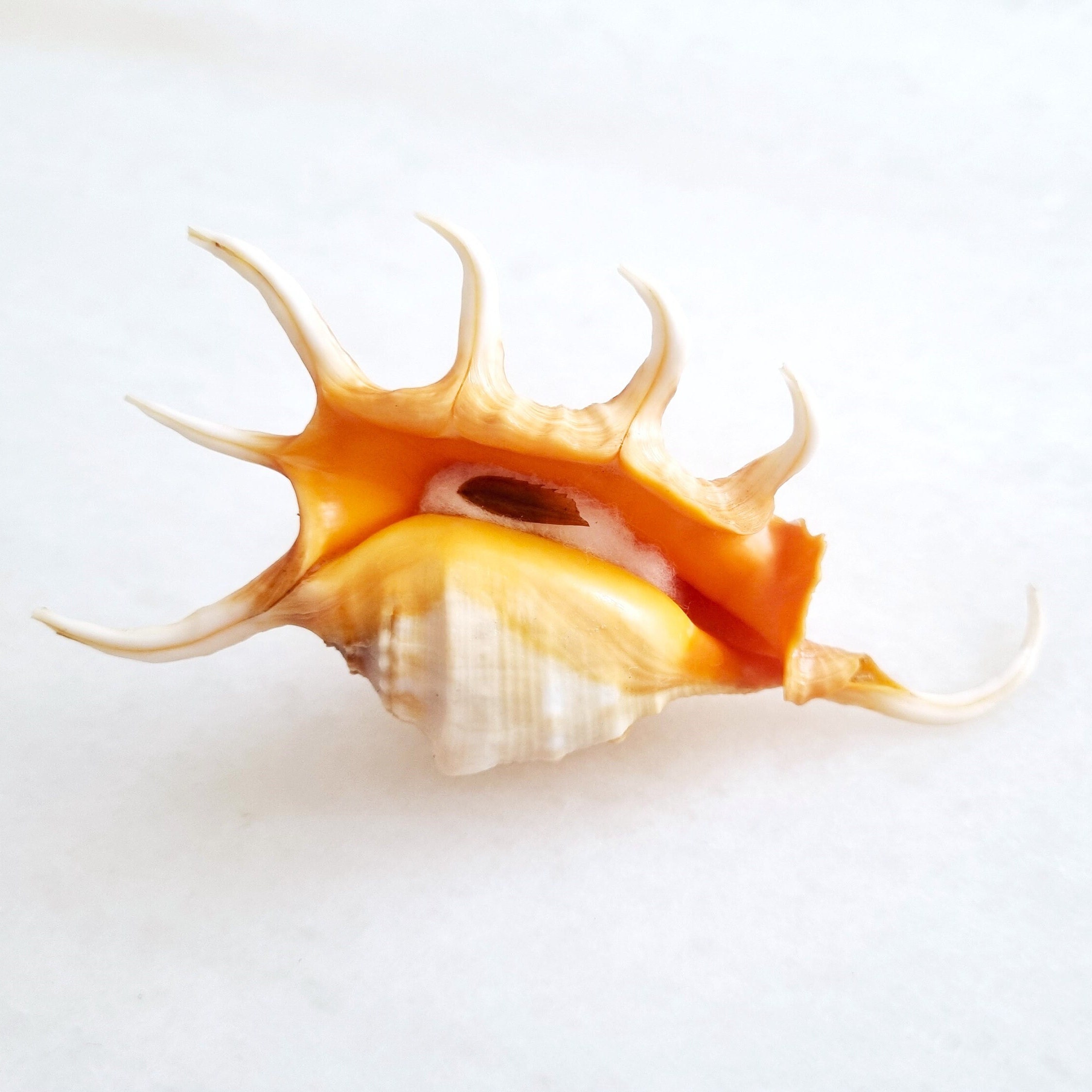 Seashell Lambis Crocata Strombidae Orange Spider Conch Dwarf Male ...