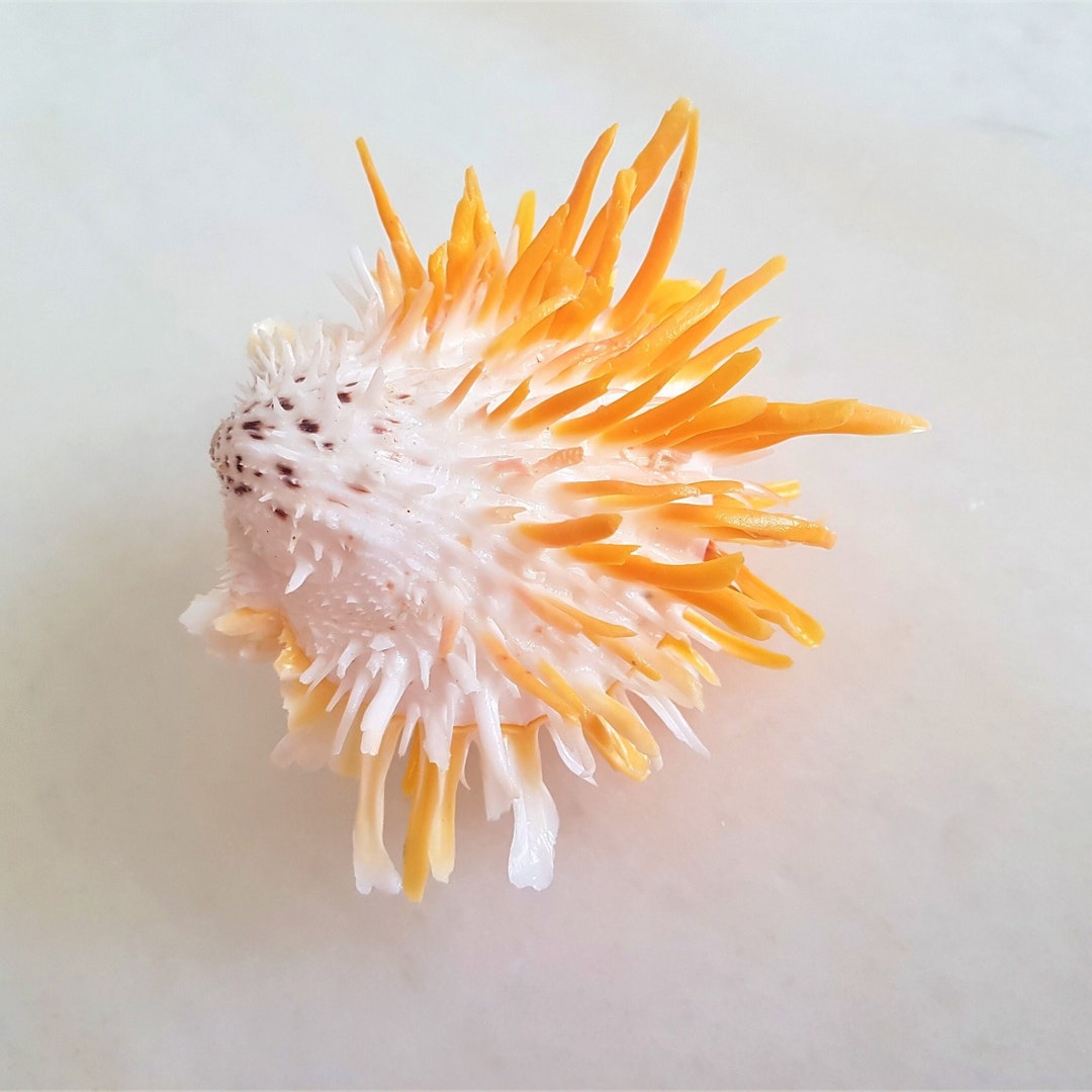 Seashell Spondylus Echinatus Zonalis Spondylidae Thorny Oyster Natural ...