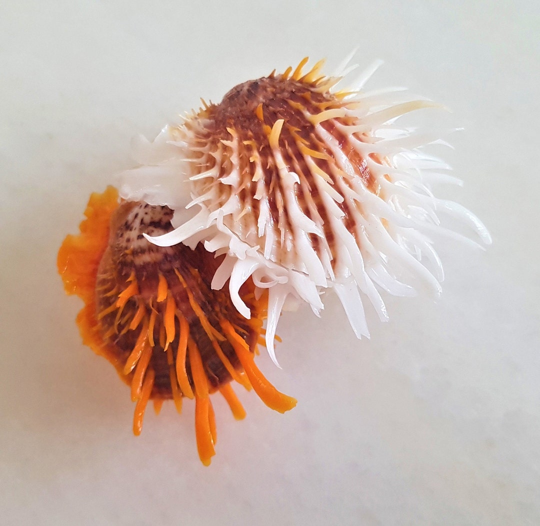 Seashell Spondylus Albibarbatus | Spondylus Aurantius | Spondylidae ...
