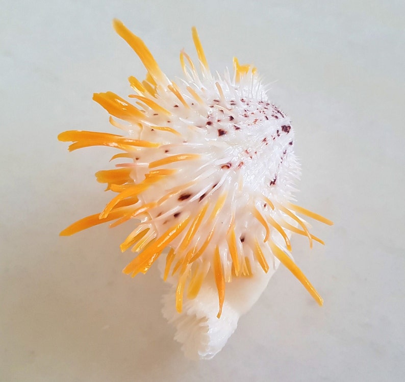 Seashell Spondylus Echinatus Zonalis | Spondylidae | Thorny Oyster ...