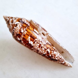 Seashell Conus Bengalensis Conidae Glory-of-bengal Cone Very Rare ...