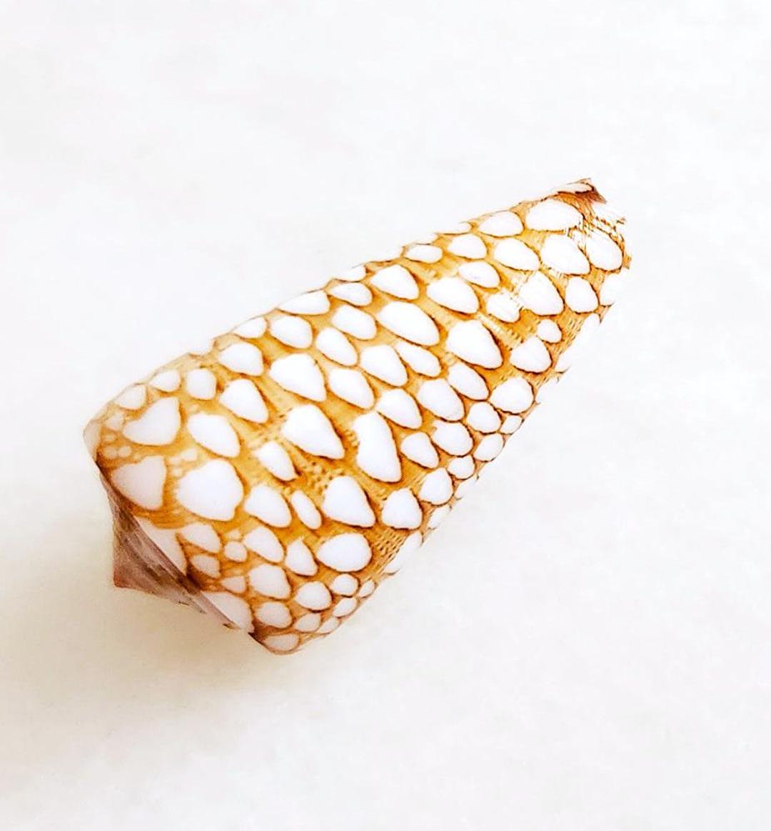 Seashell Conus Nobilis Nobilis | Conidae | Noble Cone | Lectotype ...