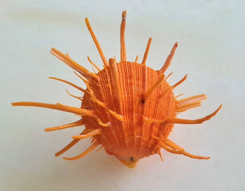 Seashell Spondylus Regius Spondylidae Regal Thorny Oyster Natural ...