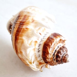 Seashell Melongena Corona | Melongenidae | Florida Crown Conch ...