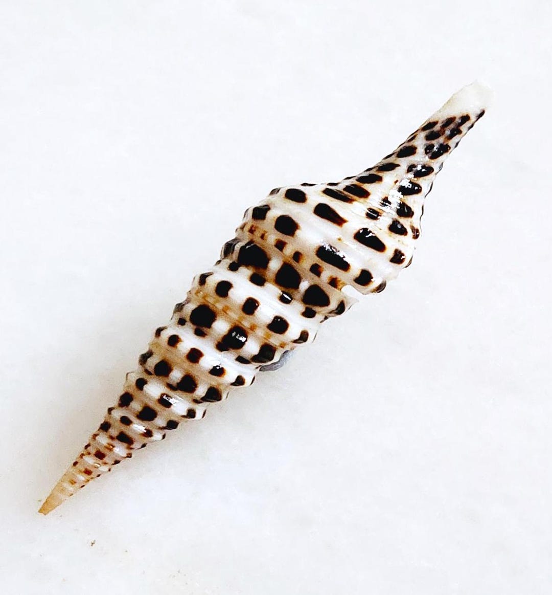 Seashell Turris Babylonia | Turridae | Babylon Turrid | Tower Turrid ...