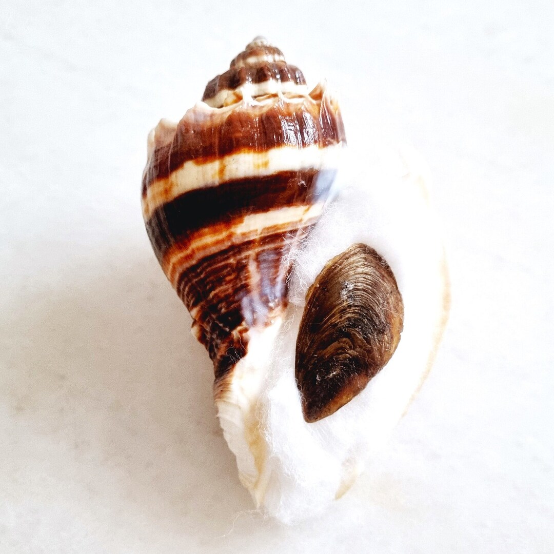 Seashell Melongena Corona | Melongenidae | Florida Crown Conch ...